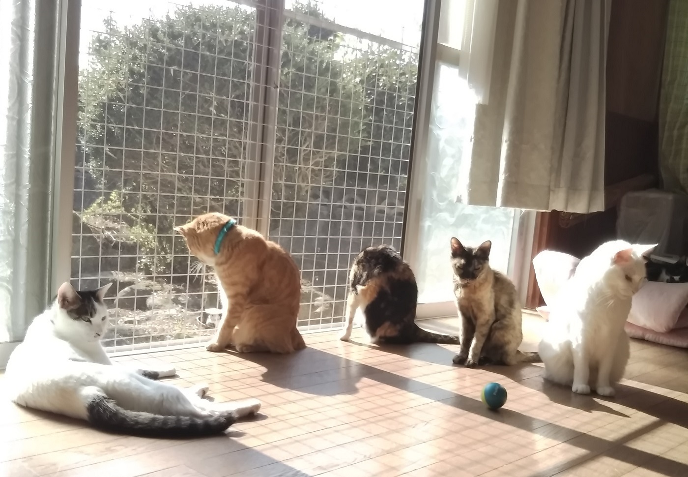 会の紹介 - 2nd cat life